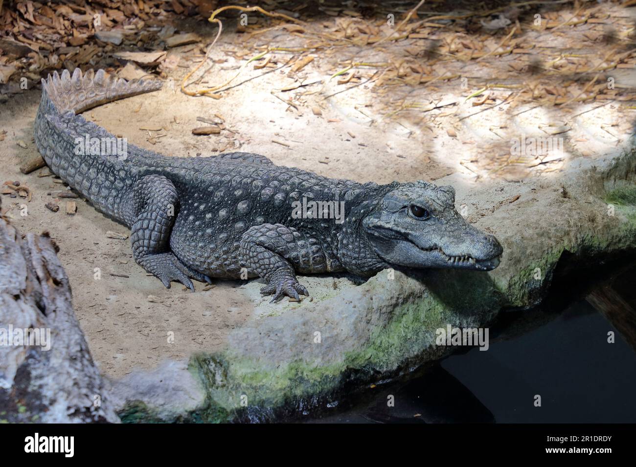 Stumpfkrokodil hi-res stock photography and images - Alamy