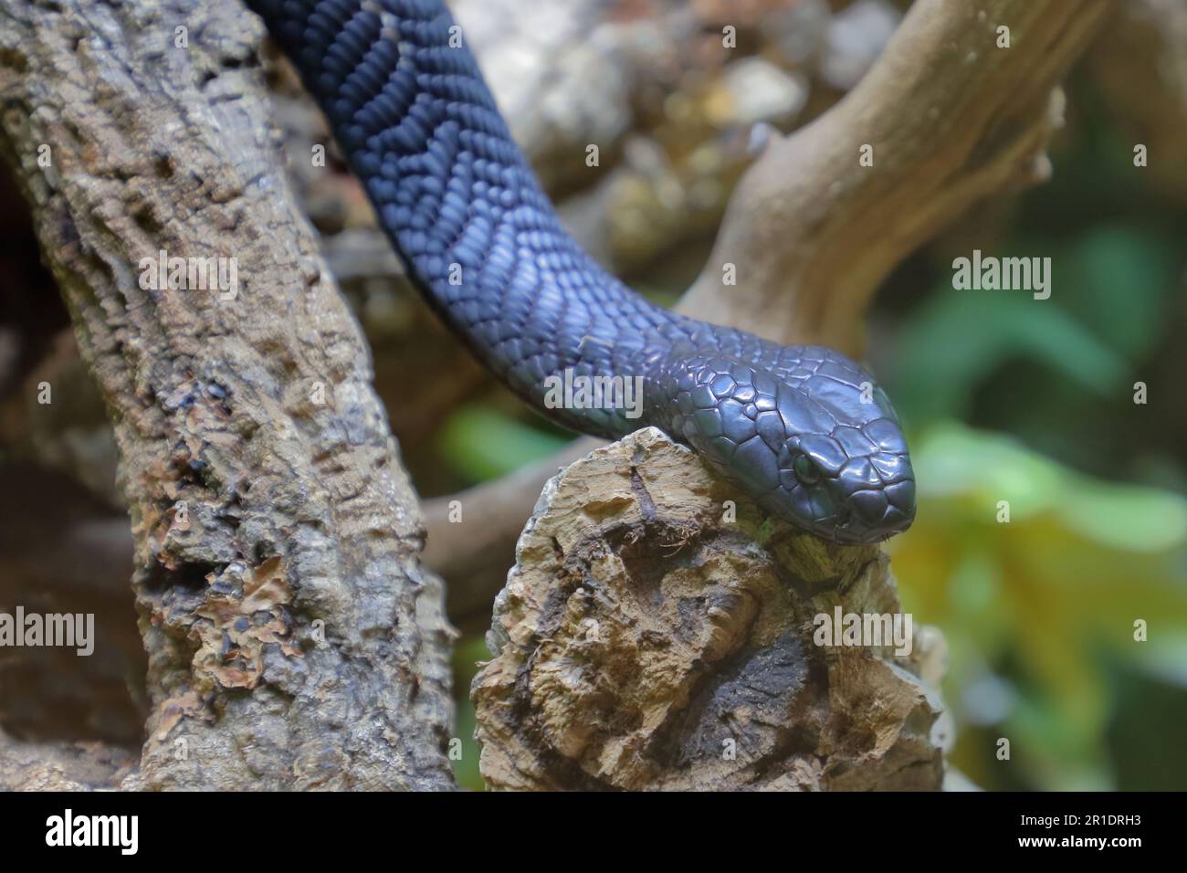 Schwarze Speikobra / Black spitting cobra / Naja nigricincta woodi ...