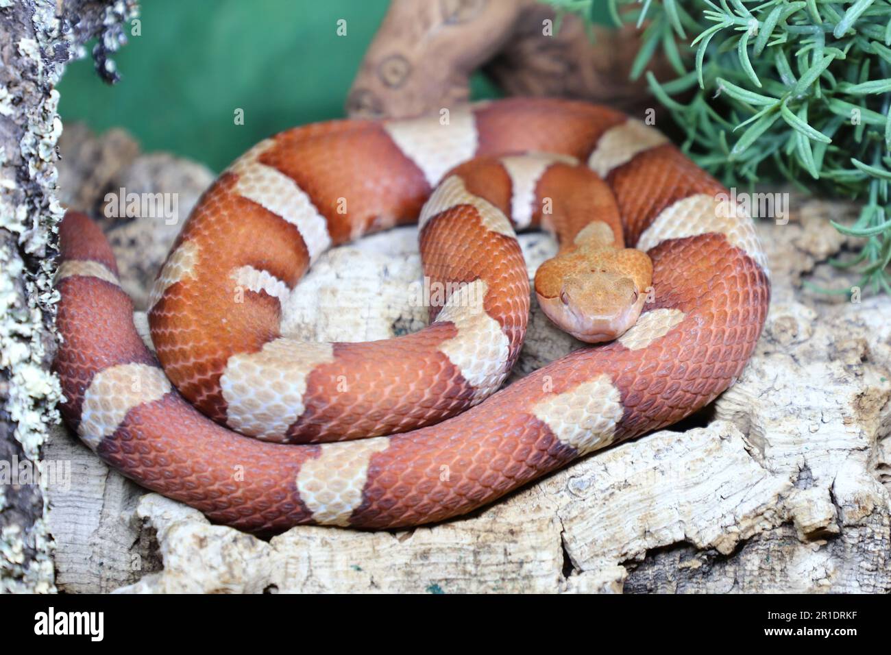 Broad banded copperhead snake hi-res stock photography and images - Alamy