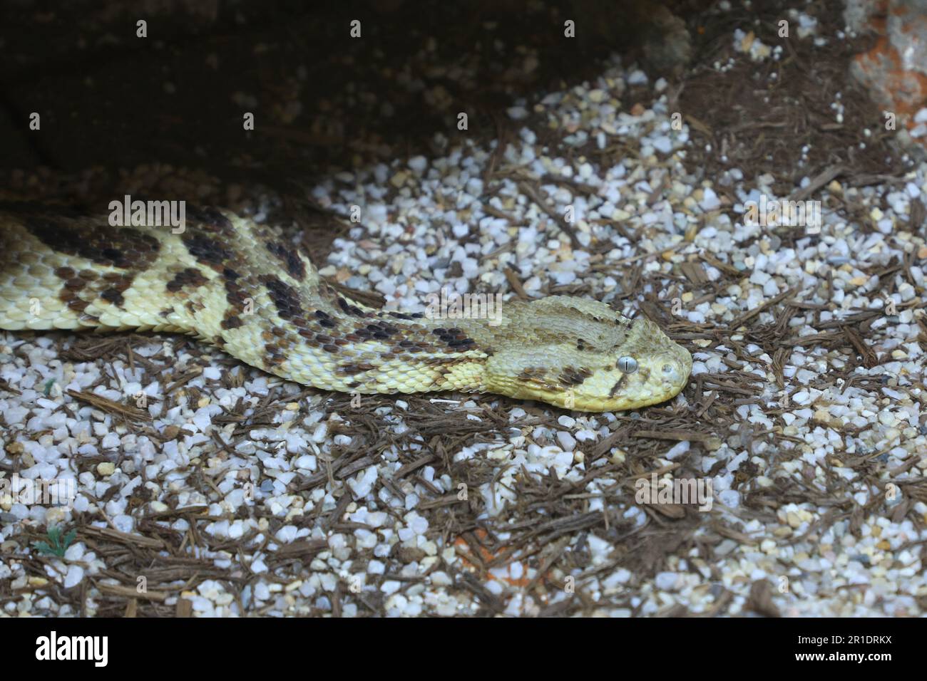 Puffotter / Puff adder / Bitis arietans Stock Photo - Alamy