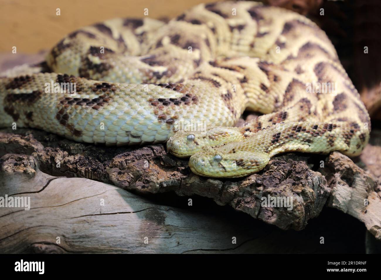 Common puff adders hi-res stock photography and images - Alamy