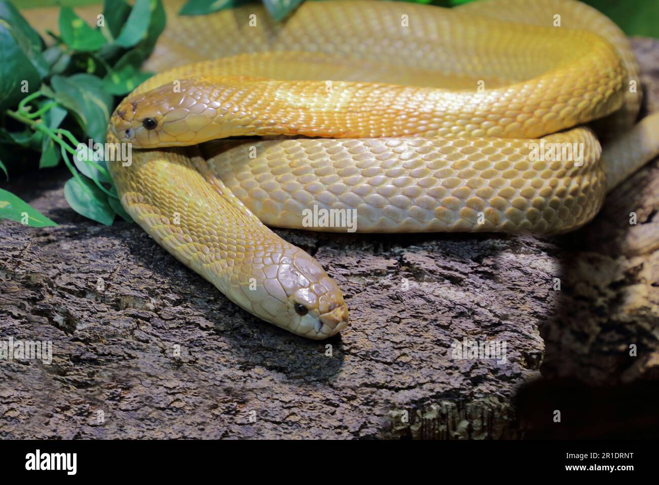 Monokelkobra / Monocled cobra / Naja kaouthia Stock Photo - Alamy