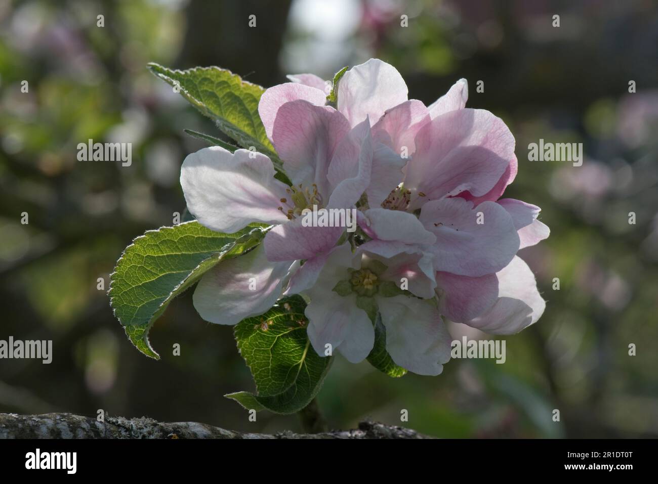 White and pink blossom on a Bramley cooking apple tree (Malus domestica ...