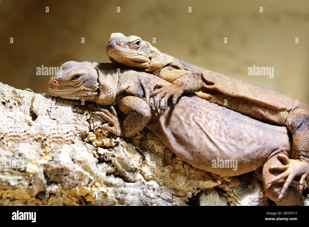 Common chuckwallas hi-res stock photography and images - Alamy