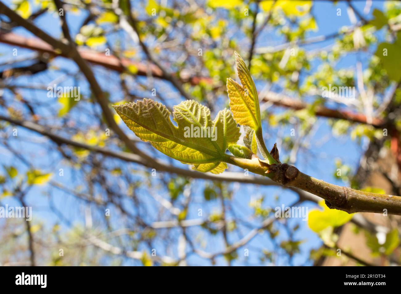 Young fig leaf growing on the tip of the branch of fig tree, ficus ...