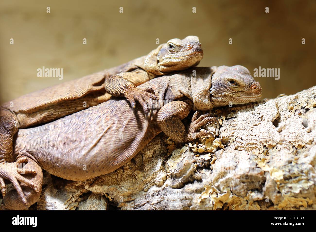 Common chuckwallas hi-res stock photography and images - Alamy