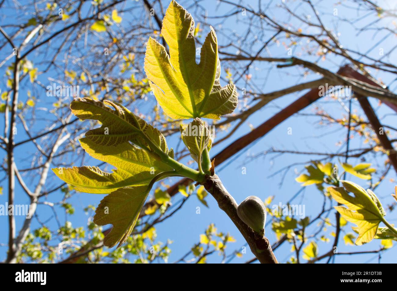 Young fig leaf growing on the tip of the branch of fig tree, ficus ...
