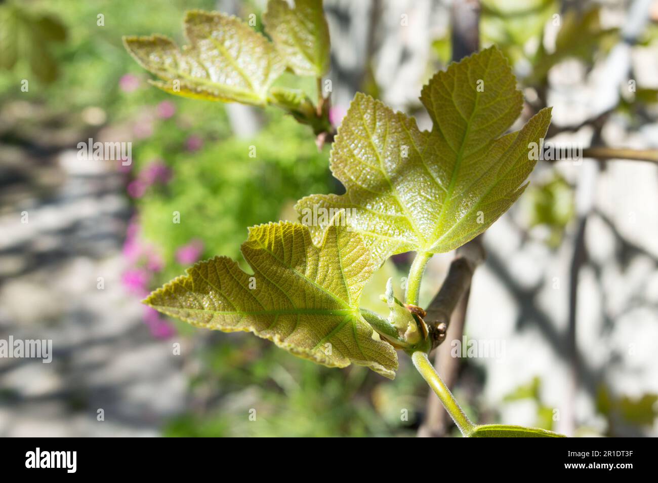 Young fig leaves growing on the tip of the branch of fig tree, ficus ...