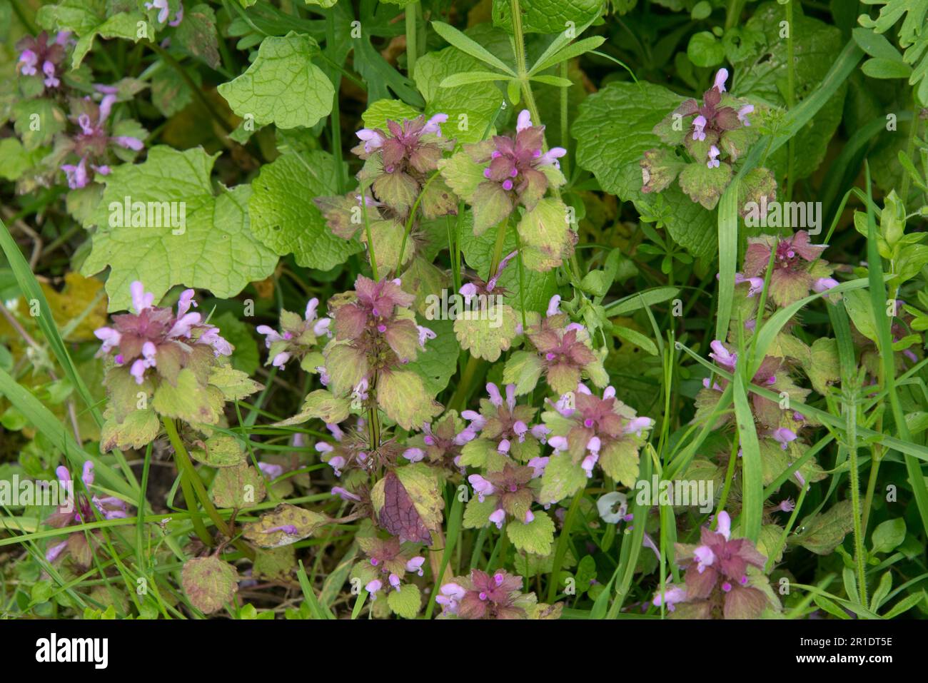 Red dead-nettle (Lamium purpureum) flowering older weed plant with ...