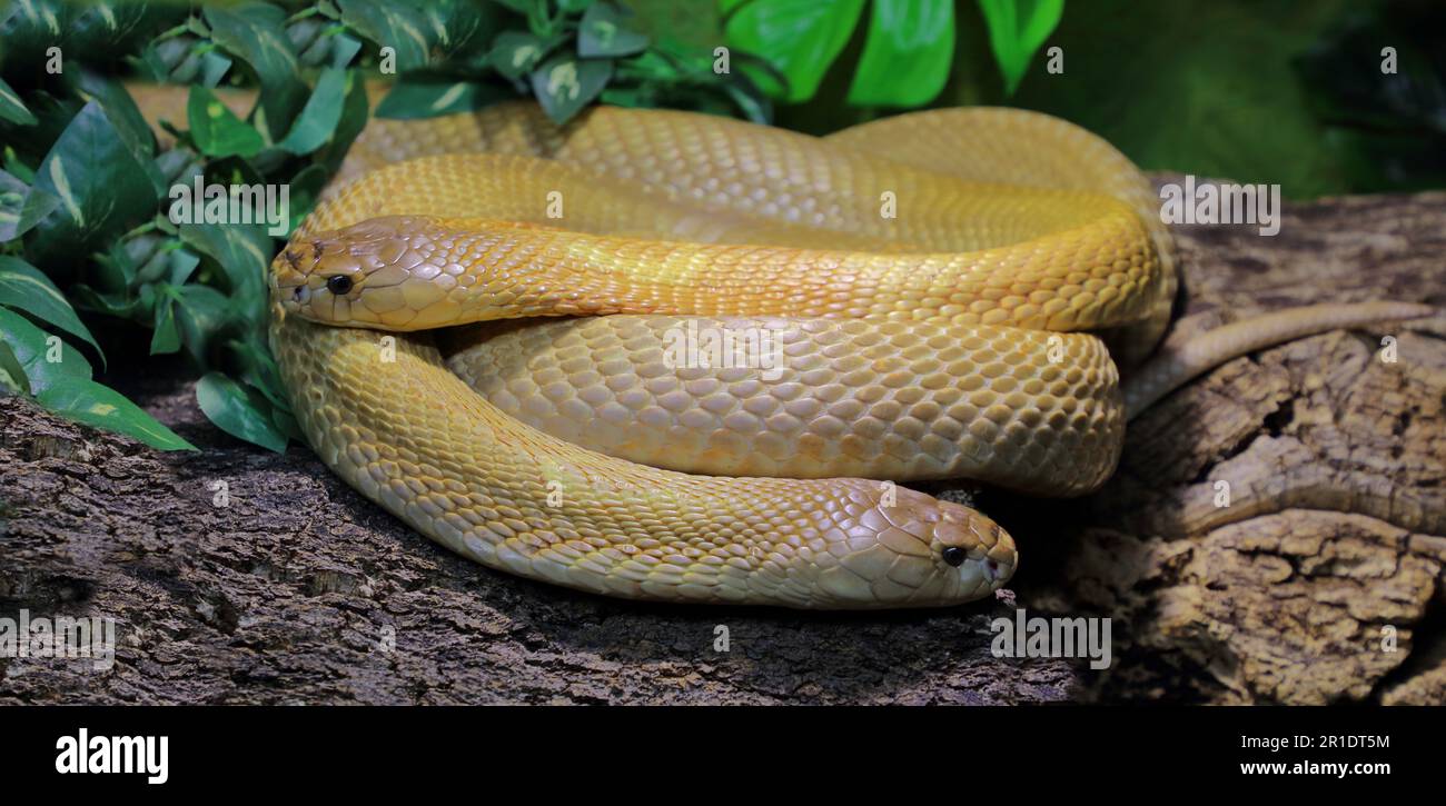 Monokelkobra / Monocled cobra / Naja kaouthia Stock Photo - Alamy
