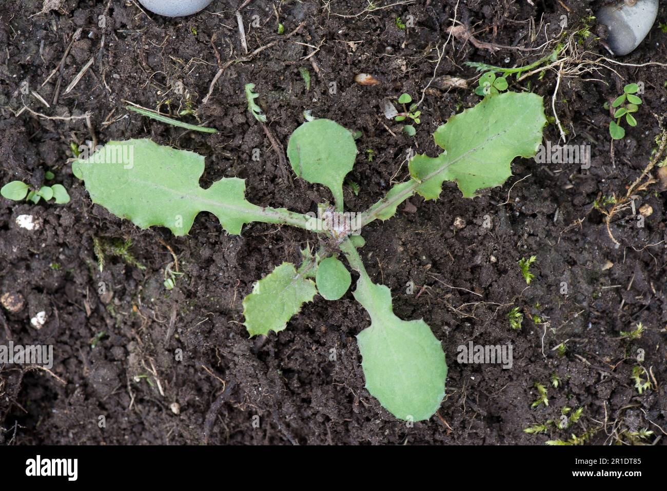 Common sowthistle (Sonchus oleraceus) young plant with five leaves and ...