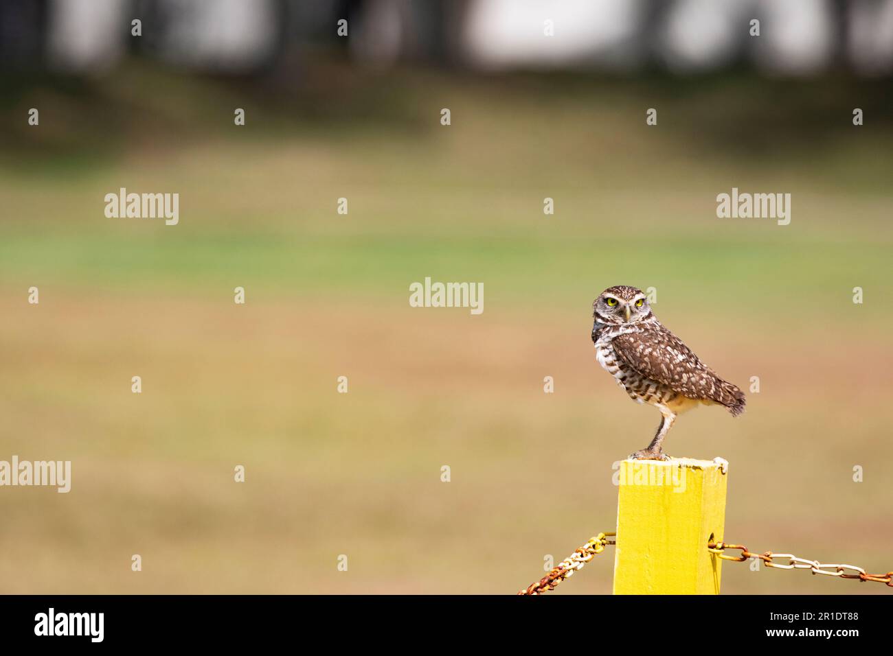 Brian piccolo sports park hi-res stock photography and images - Alamy