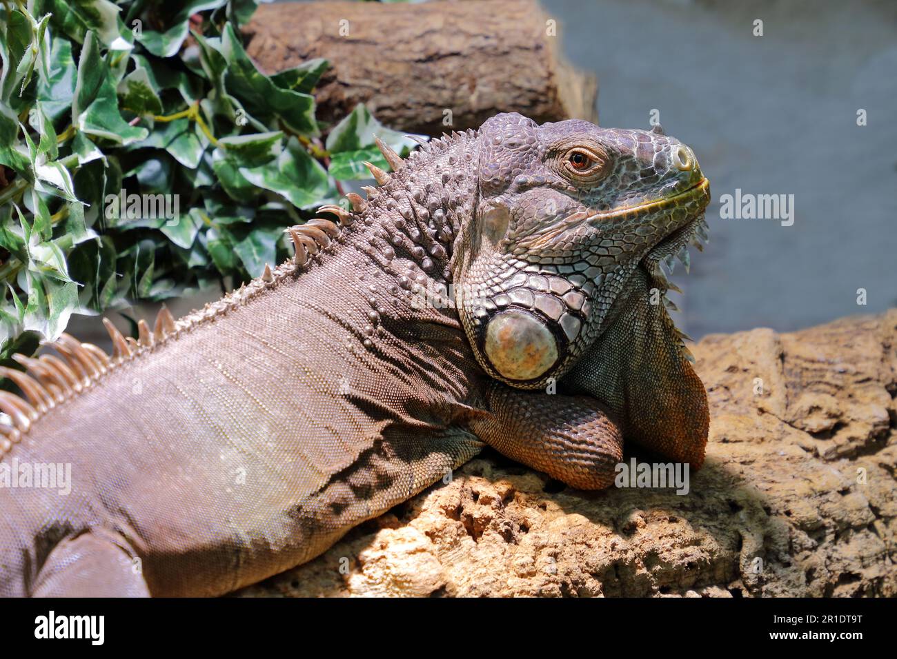 Green leguane hi-res stock photography and images - Alamy
