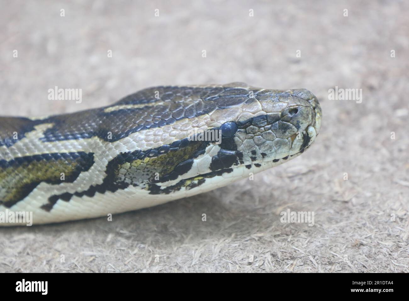 Dark tigerpythons hi-res stock photography and images - Alamy