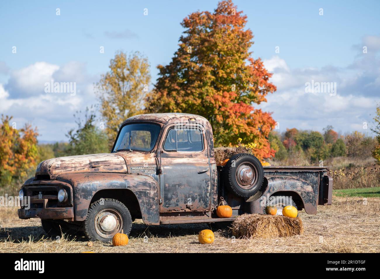 Old rusty truck abandoned in a farmers field decorated for thanksgiving ...