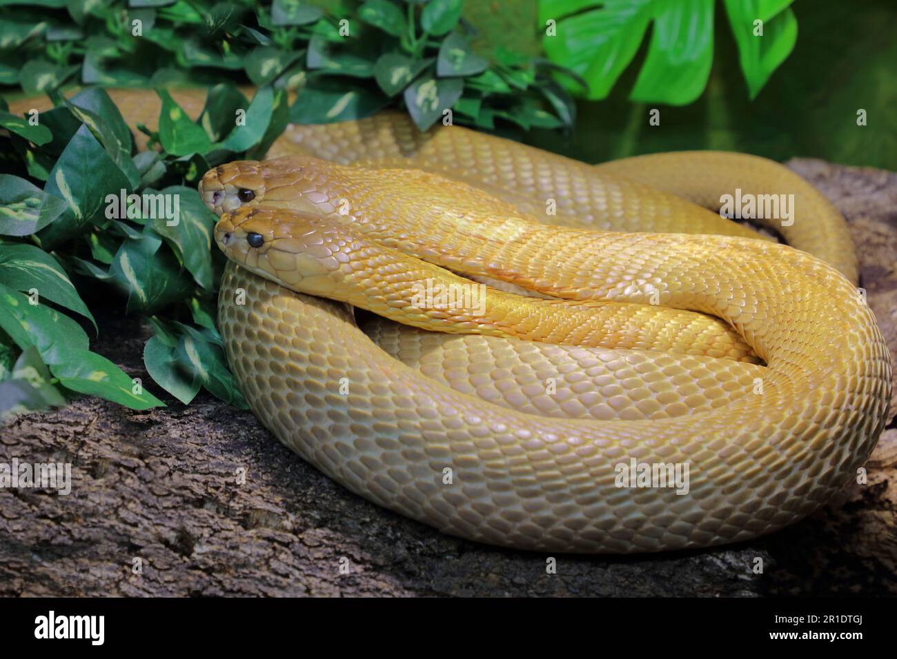 Indian spitting cobra hi-res stock photography and images - Alamy