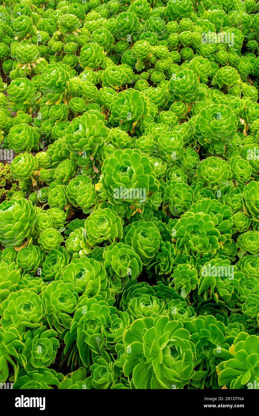 A vertical closeup of Aeonium plants in the Bicentenario Park of the ...