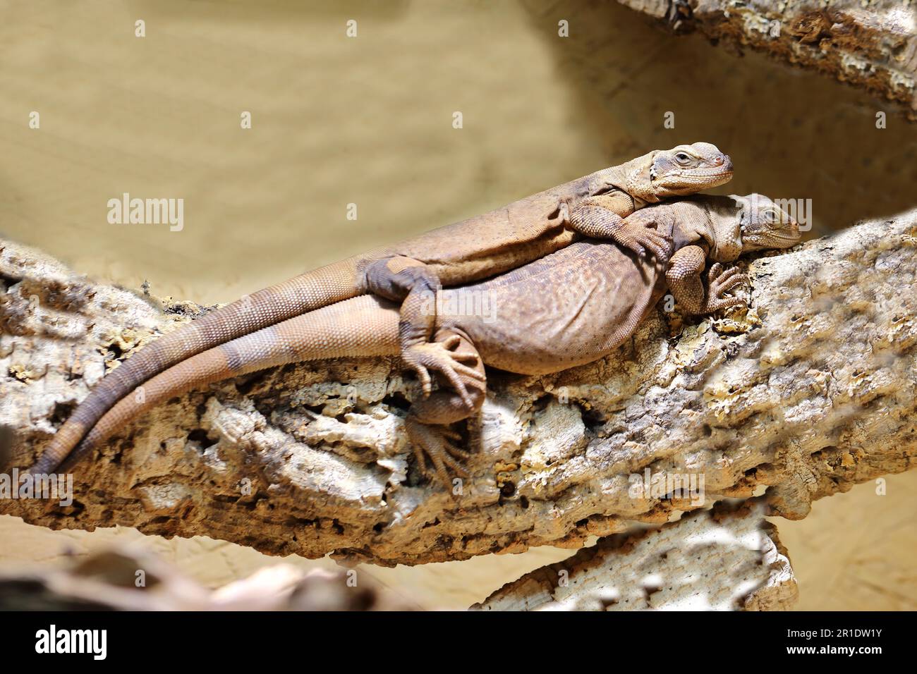 Chuckwalla / Common chuckwalla / Sauromalus ater Stock Photo - Alamy