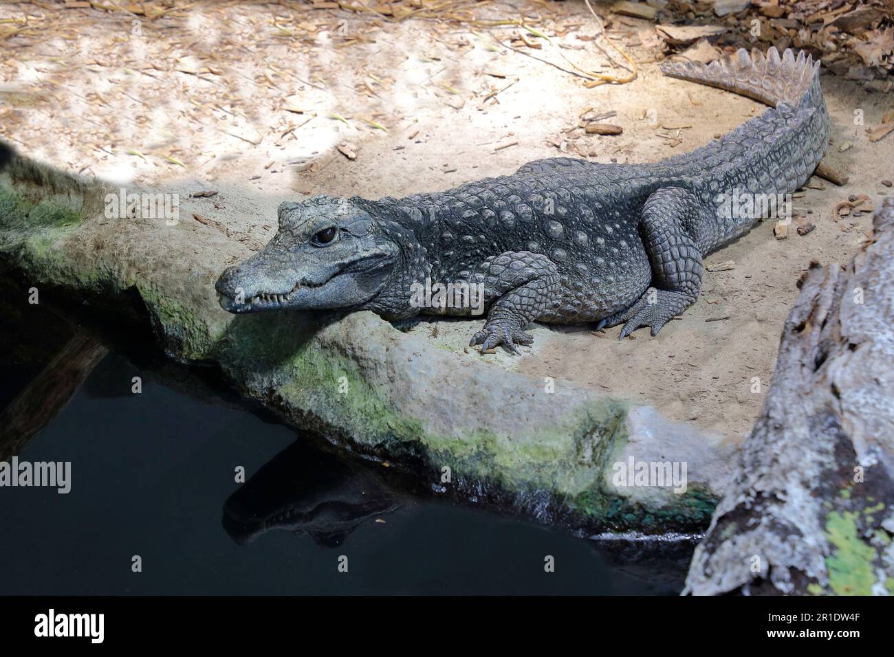 Stumpfkrokodil / Dwarf crocodile / Osteolaemus tetraspis Stock Photo ...
