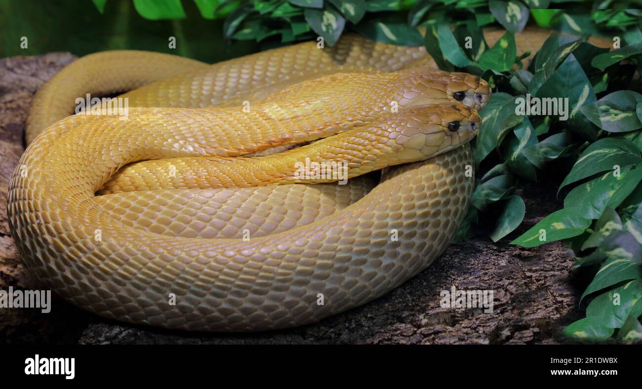 Monokelkobra / Monocled cobra / Naja kaouthia Stock Photo - Alamy