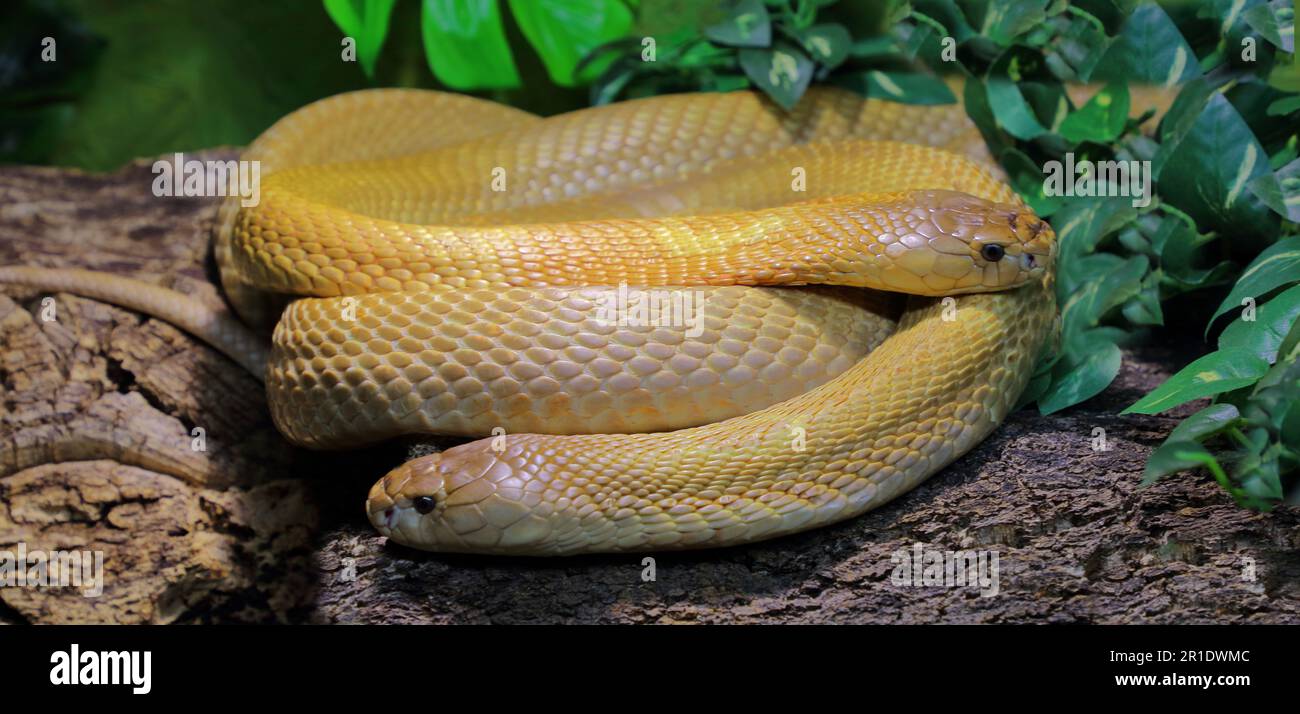 Monokelkobra / Monocled cobra / Naja kaouthia Stock Photo - Alamy