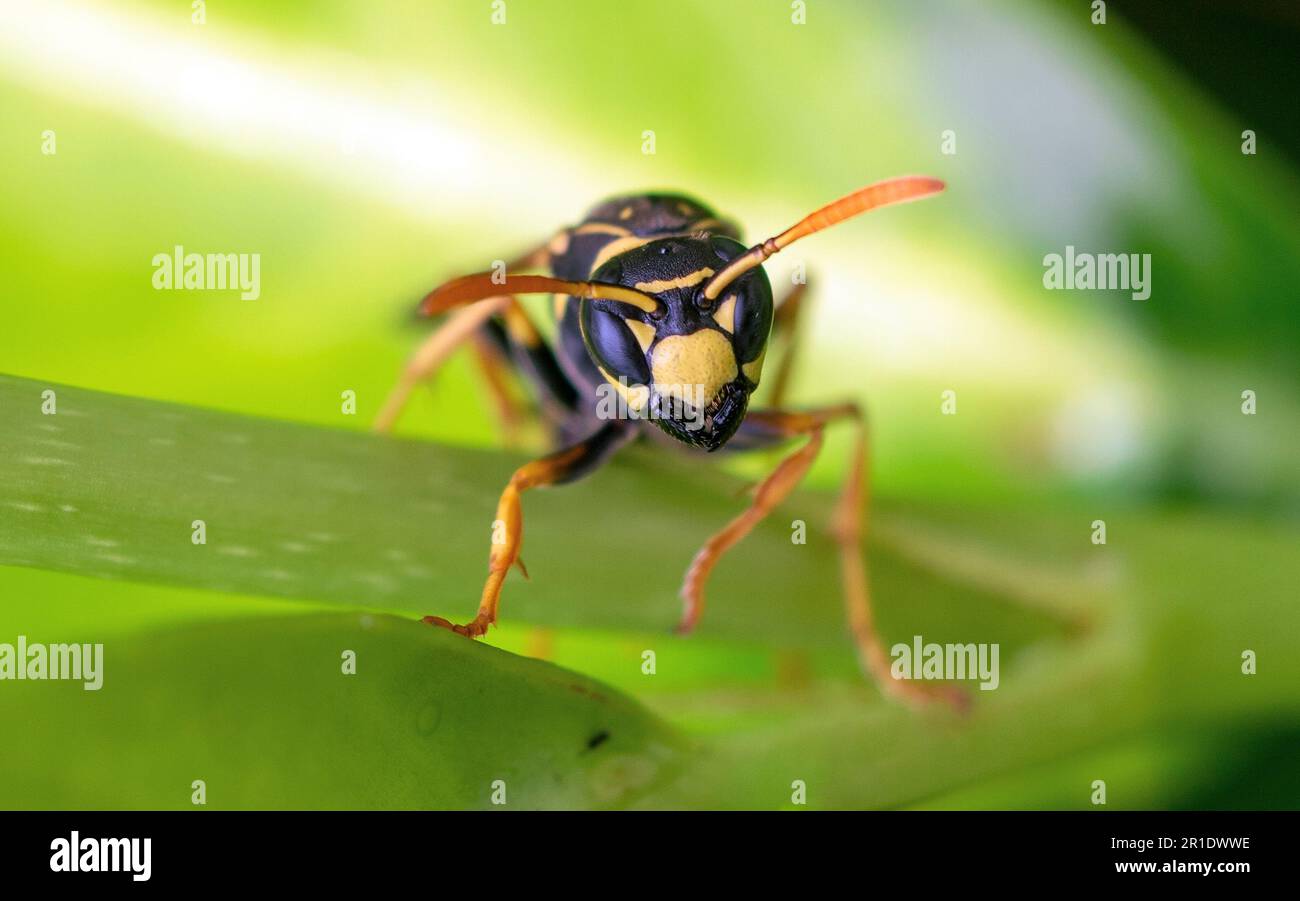 Wespe im Blick, Frontal Stock Photo - Alamy