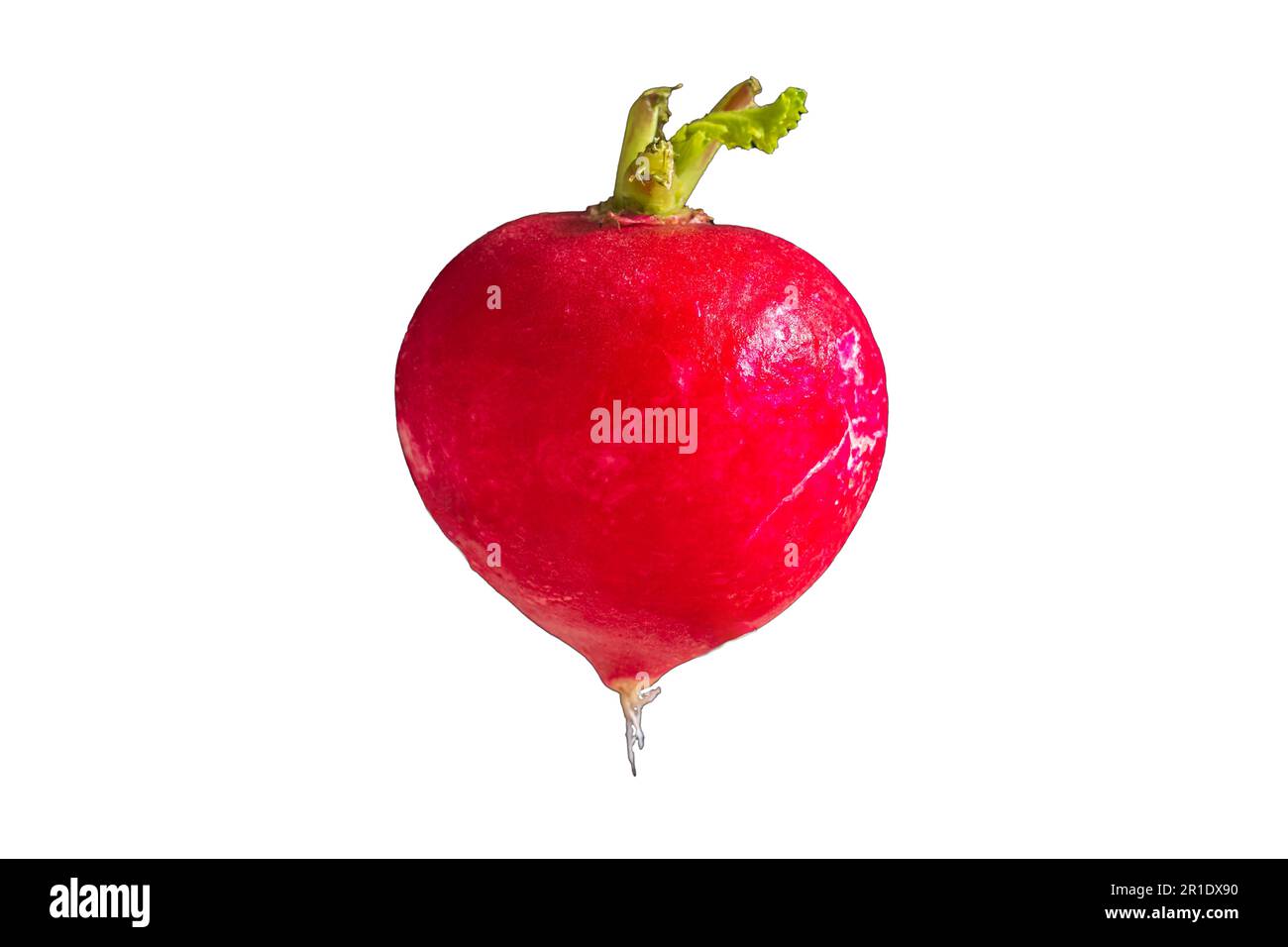Fresh whole red radish isolated on white background Stock Photo - Alamy