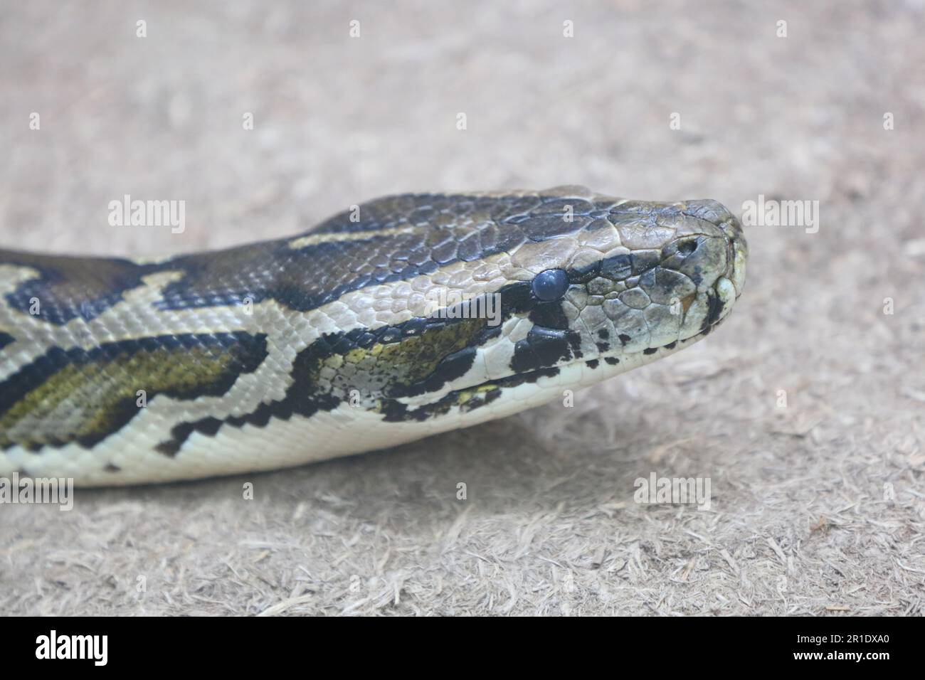 Tigerpythons hi-res stock photography and images - Alamy