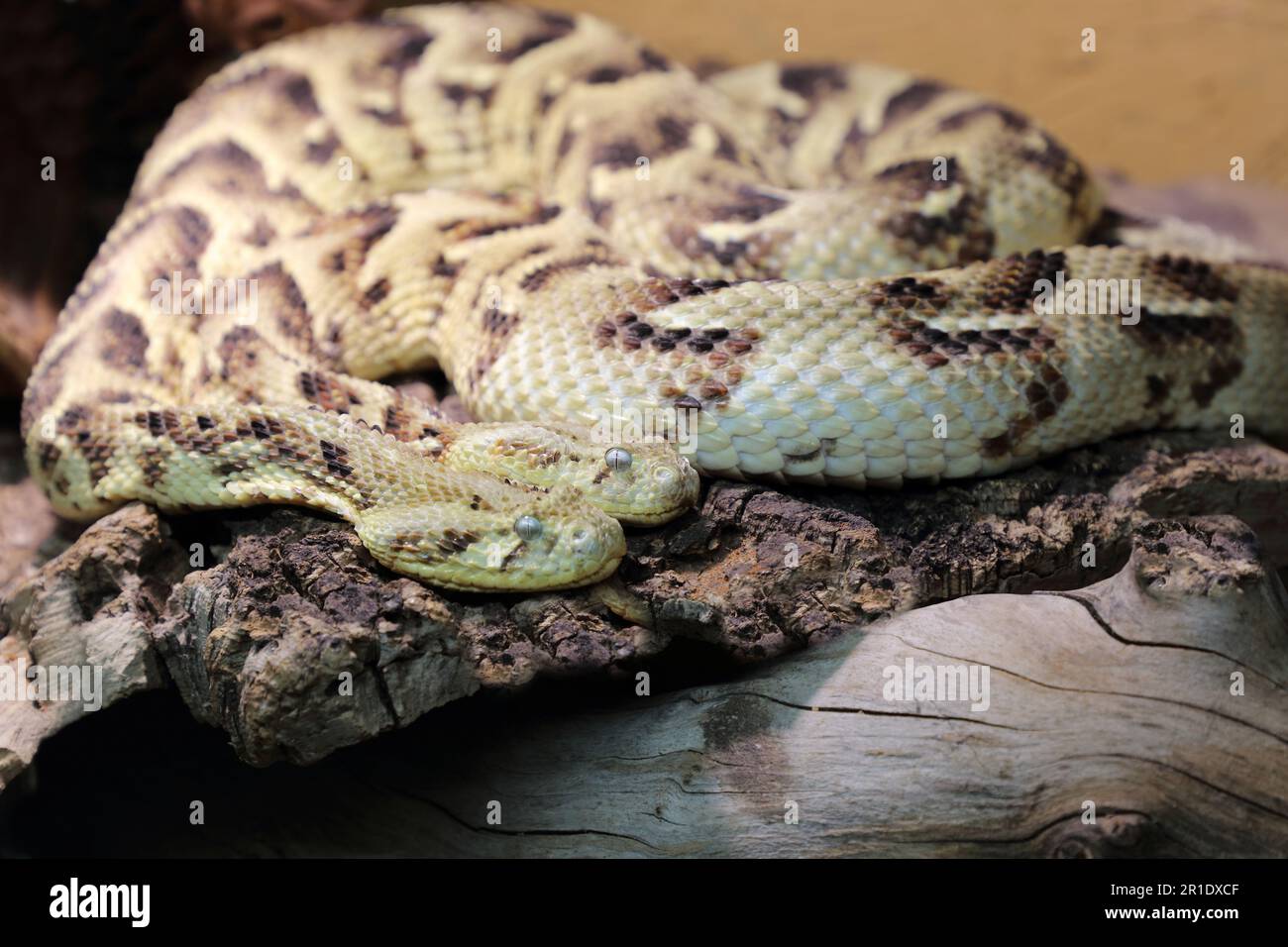 Afrika puff adder hi-res stock photography and images - Alamy