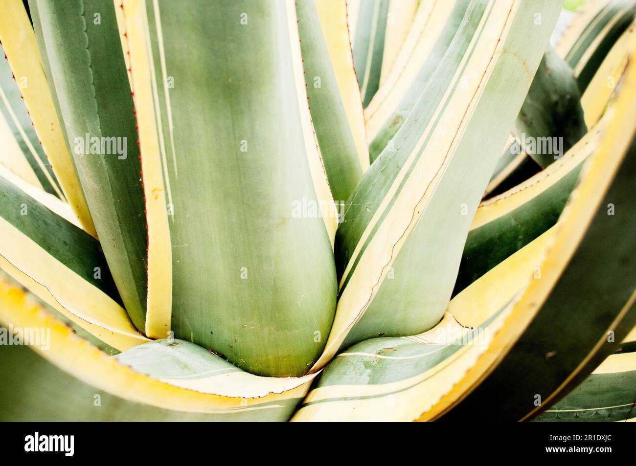 Cultivation agave hi-res stock photography and images - Alamy