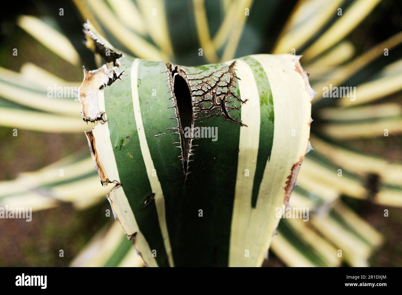 Agave exotic hi-res stock photography and images - Alamy