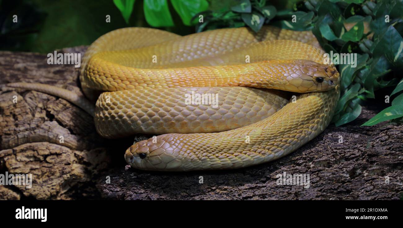 Monokelkobra / Monocled cobra / Naja kaouthia Stock Photo - Alamy