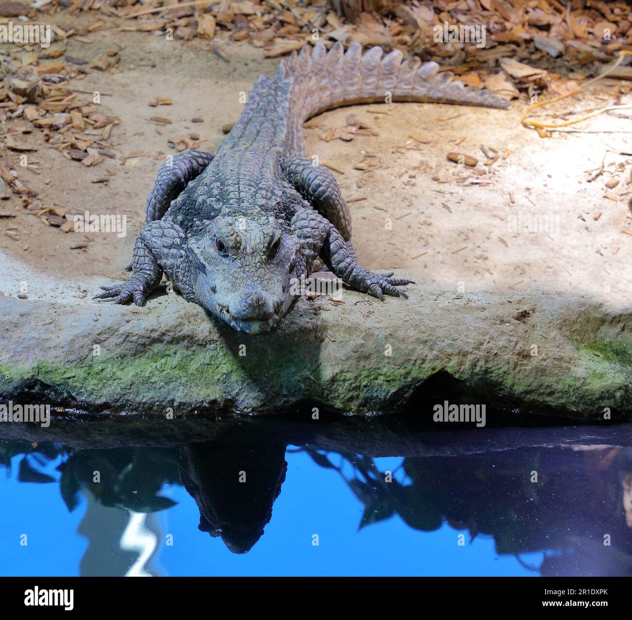 Stumpfkrokodil / Dwarf crocodile / Osteolaemus tetraspis Stock Photo ...