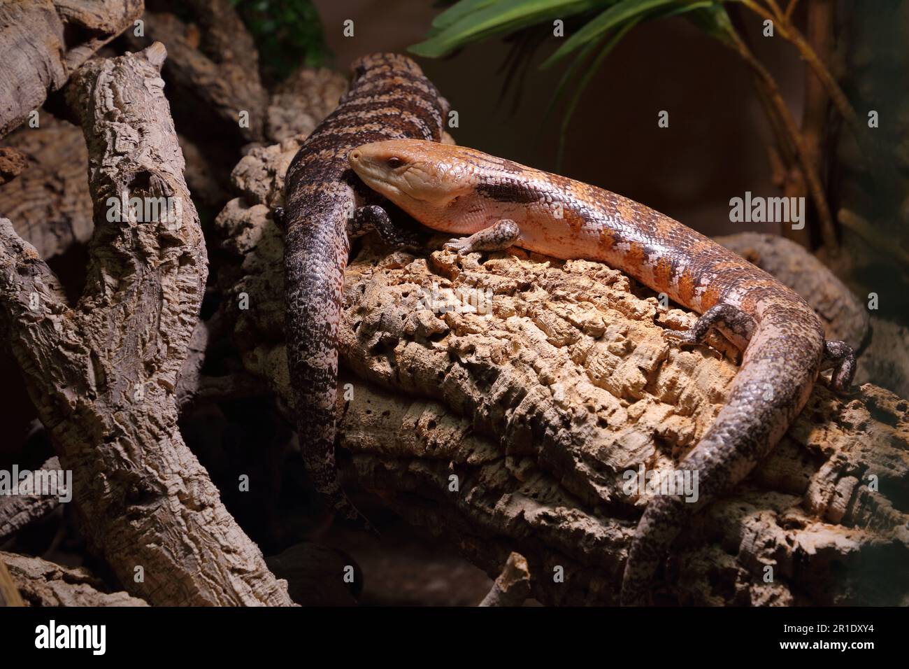 Blauzungenskink / Blue-tongued skink / Tiliqua scincoides Stock Photo ...