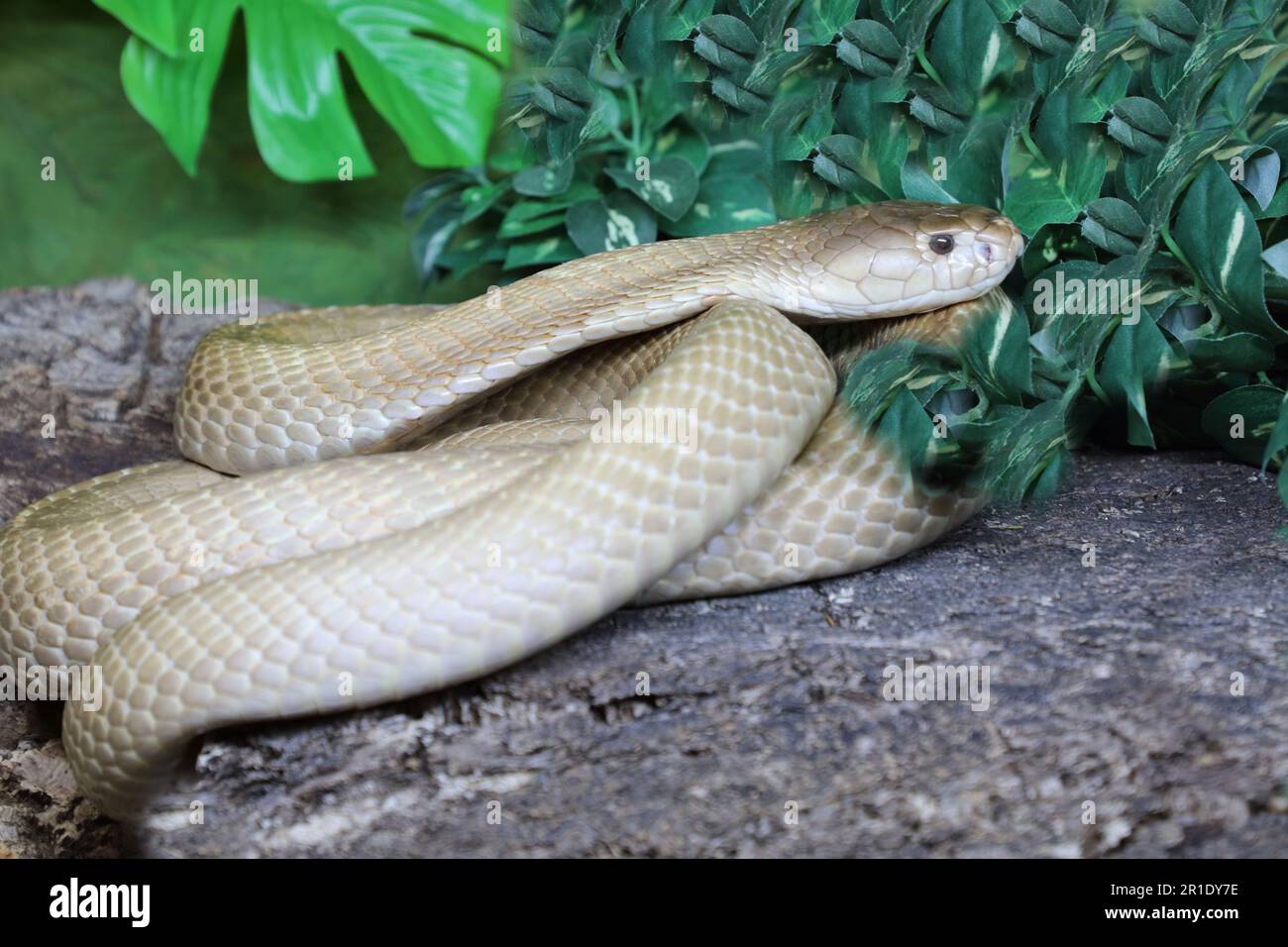 Indian spitting cobra hi-res stock photography and images - Alamy