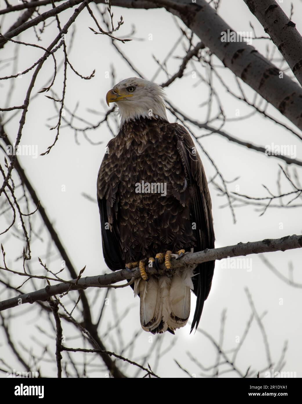 American Bald Eagle perched in a tree Stock Photo - Alamy