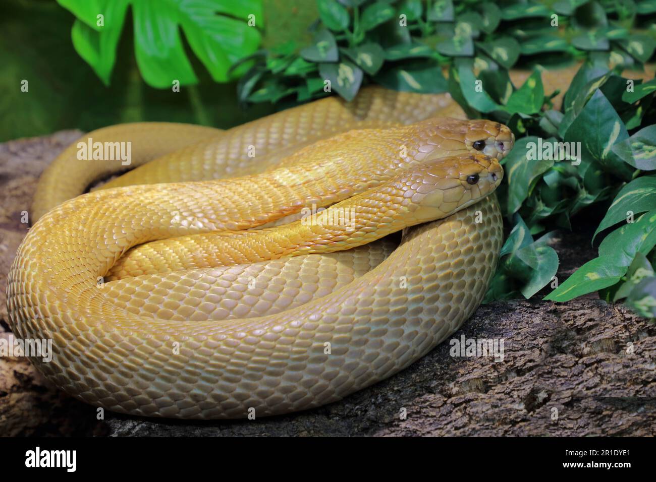 Indian spitting cobras hi-res stock photography and images - Alamy