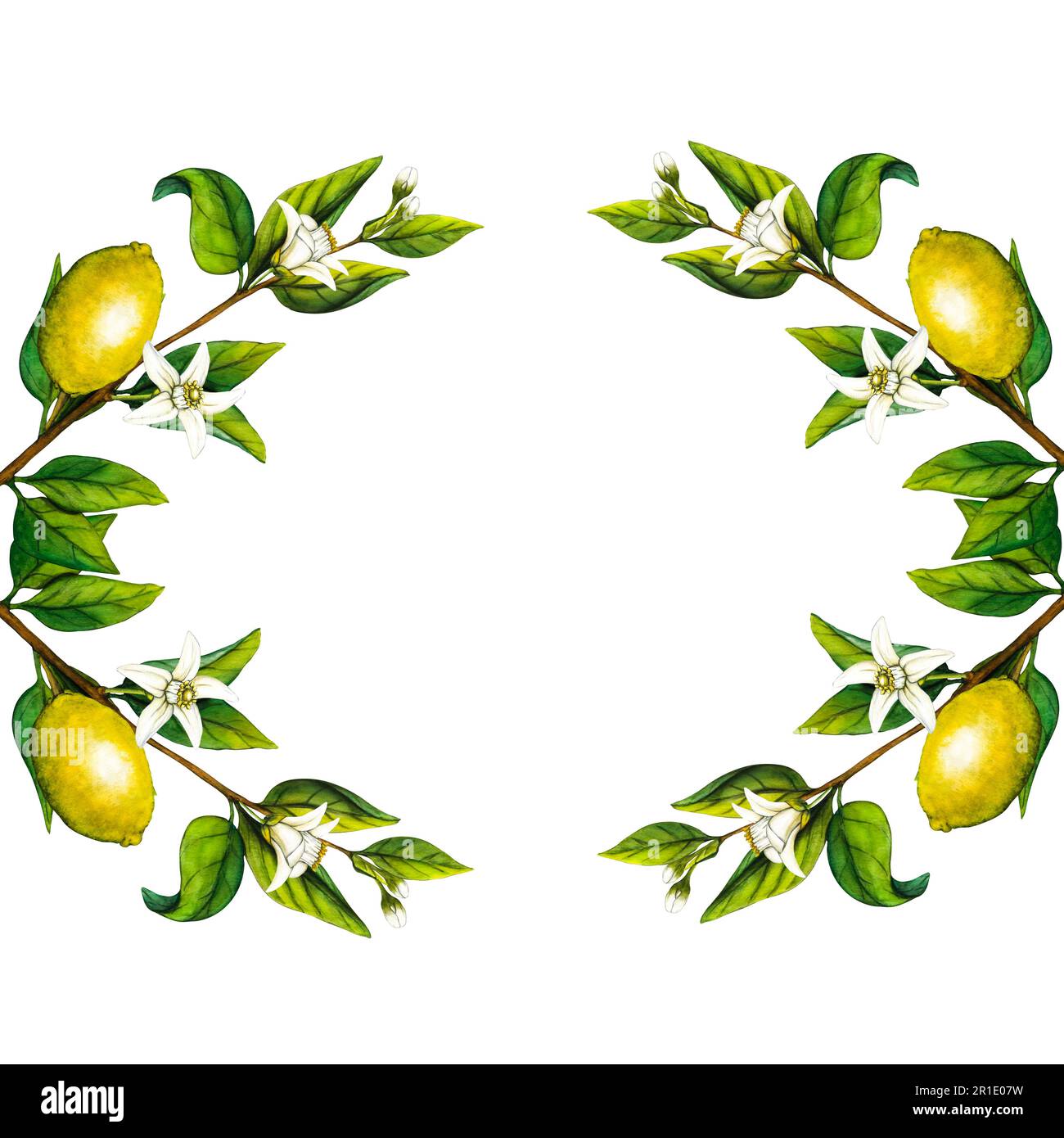 Lemon Tree Branch Clip Art