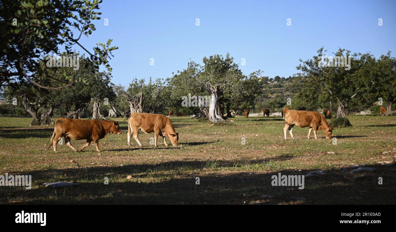 Rural landscape with scenic view of cows grazing in the countryside of ...
