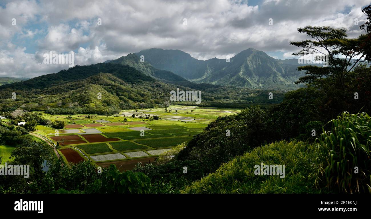 Hanalei taro fields in kauai hi-res stock photography and images - Alamy