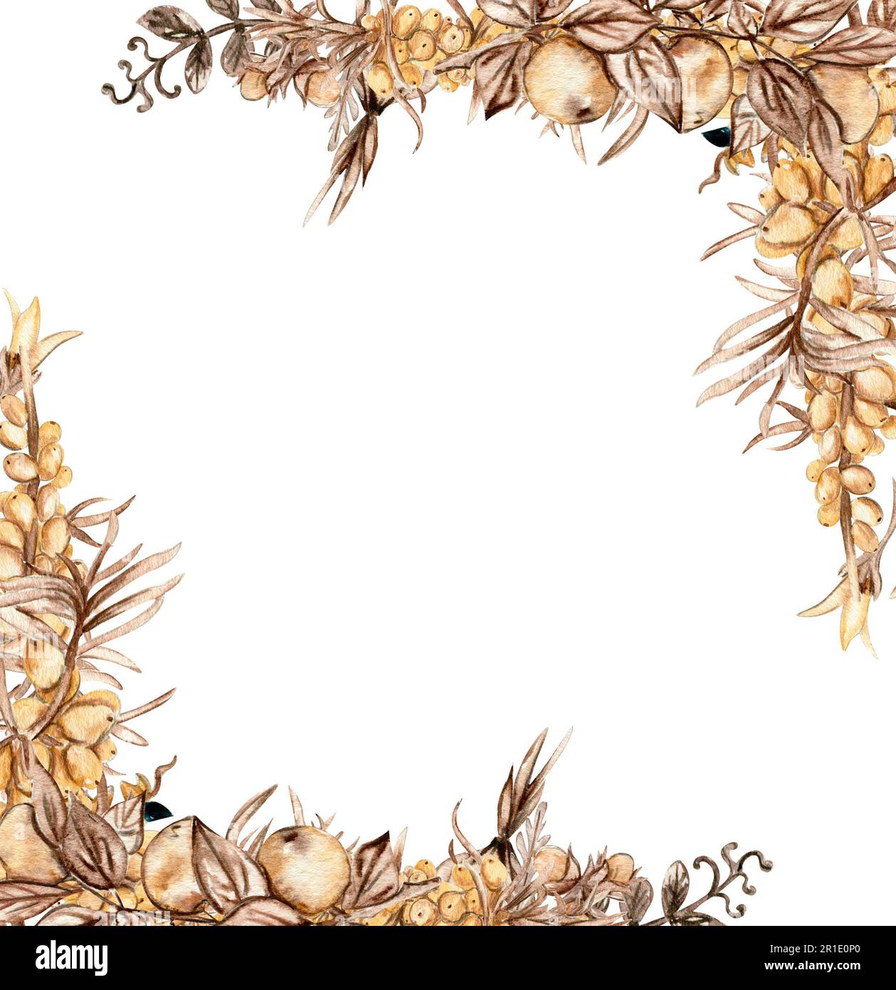 Watercolor autumn square frame with sea buckthorn llustration of autumn ...