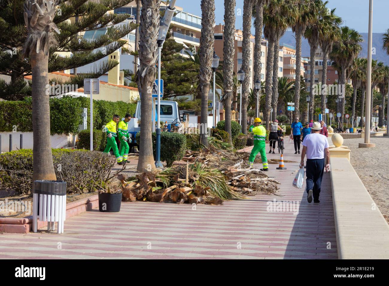 Pruning palm trees hi-res stock photography and images - Alamy