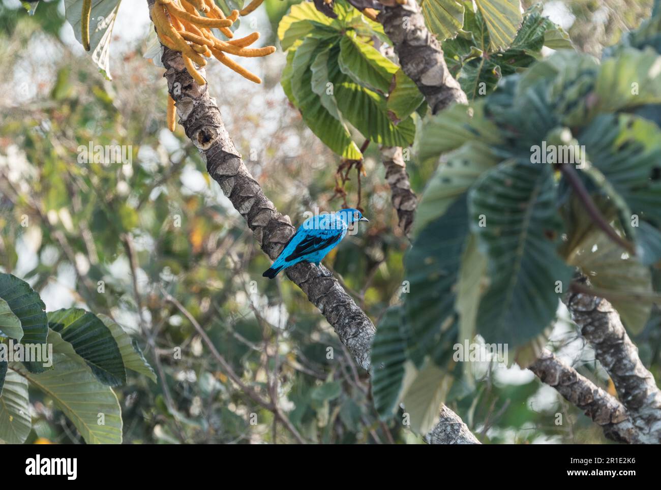 Male Blue Cotinga (Cotinga nattererii) resting in a tree in Soberania ...