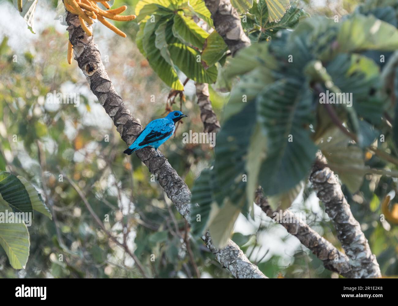 Male Blue Cotinga (Cotinga nattererii) resting in a tree in Soberania ...