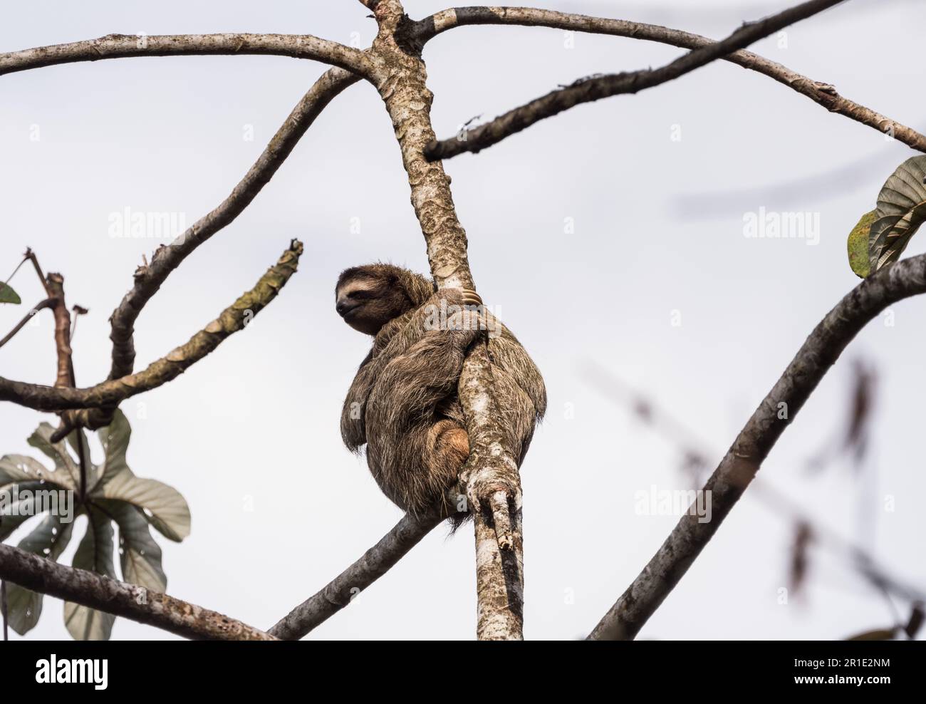 Brown-throated Sloth (Bradypus variegatus) resting in a tree in Cerro ...