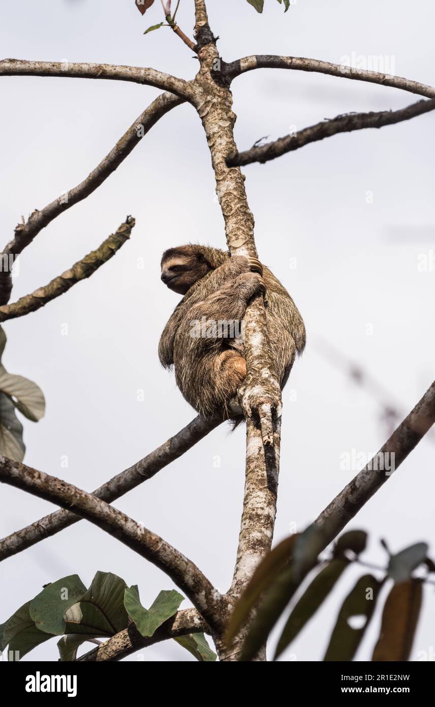 Brown-throated Sloth (Bradypus variegatus) resting in a tree in Cerro ...