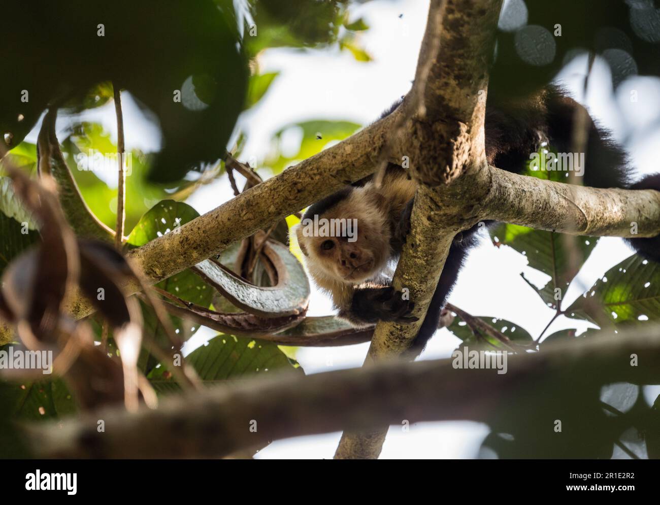 Columbian White-face Capuchin (Cebus capucinus) staring down in ...