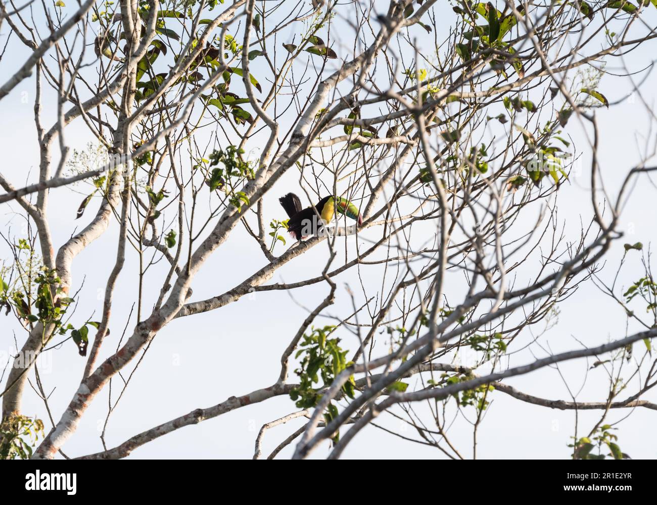 Karina gagali tukan hi-res stock photography and images - Alamy