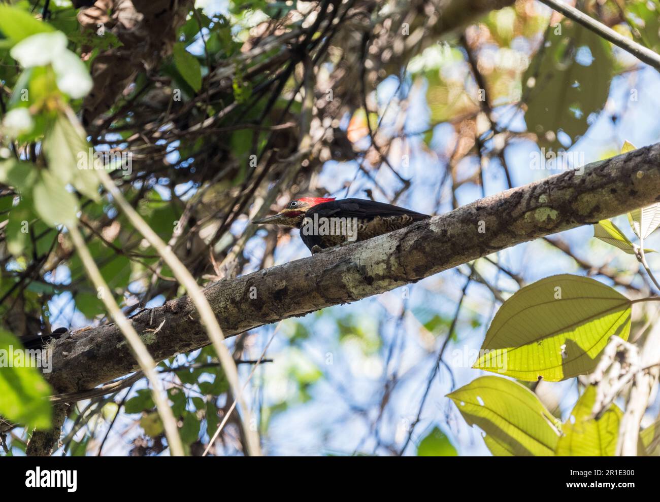 Foraging Lineated Woodpecker (Dryocopus lineatus) in Soberania National ...