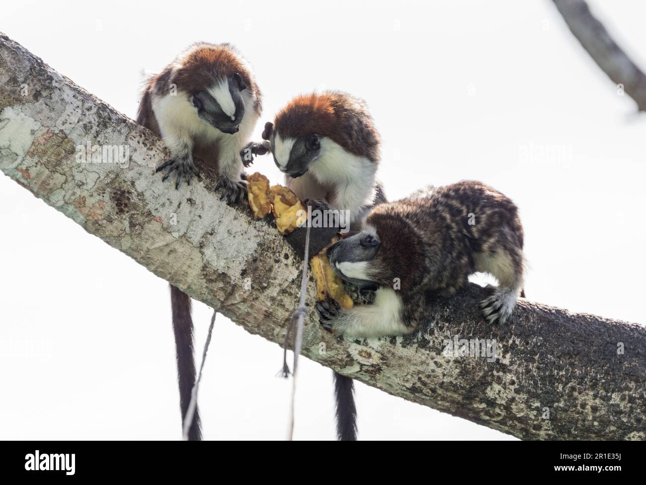 Red-Crested Tamarin Monkey (Saguinus geoffroyi) in Soberania National ...
